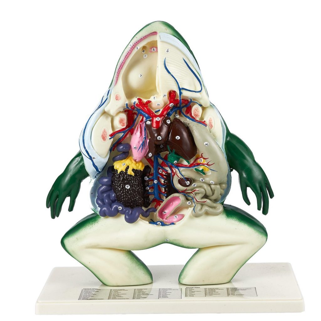 Modelo da Anatomia do Sapo | Prolab